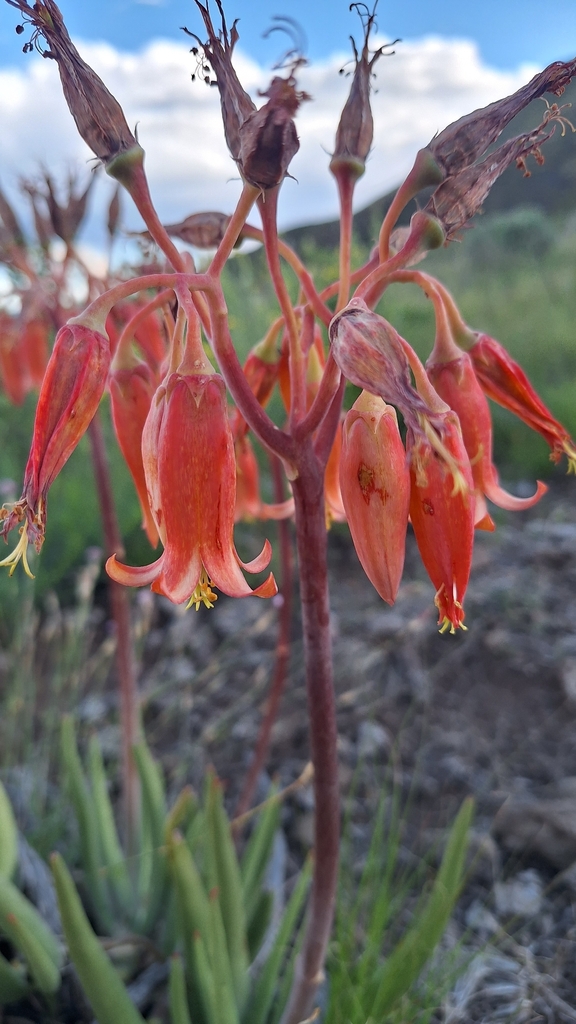Cotyledon orbiculata dactylopsis from Senqu Local Municipality, South ...