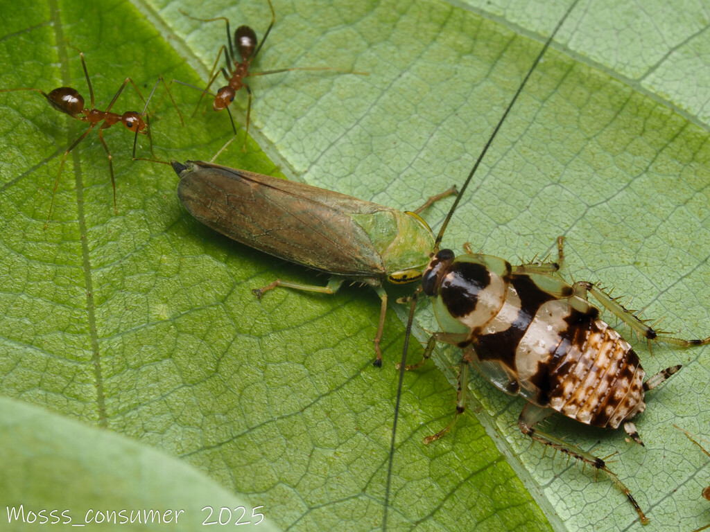Small-spotted Cockroach from Yonashiroyakena, Uruma, Okinawa 904-2304日本 ...