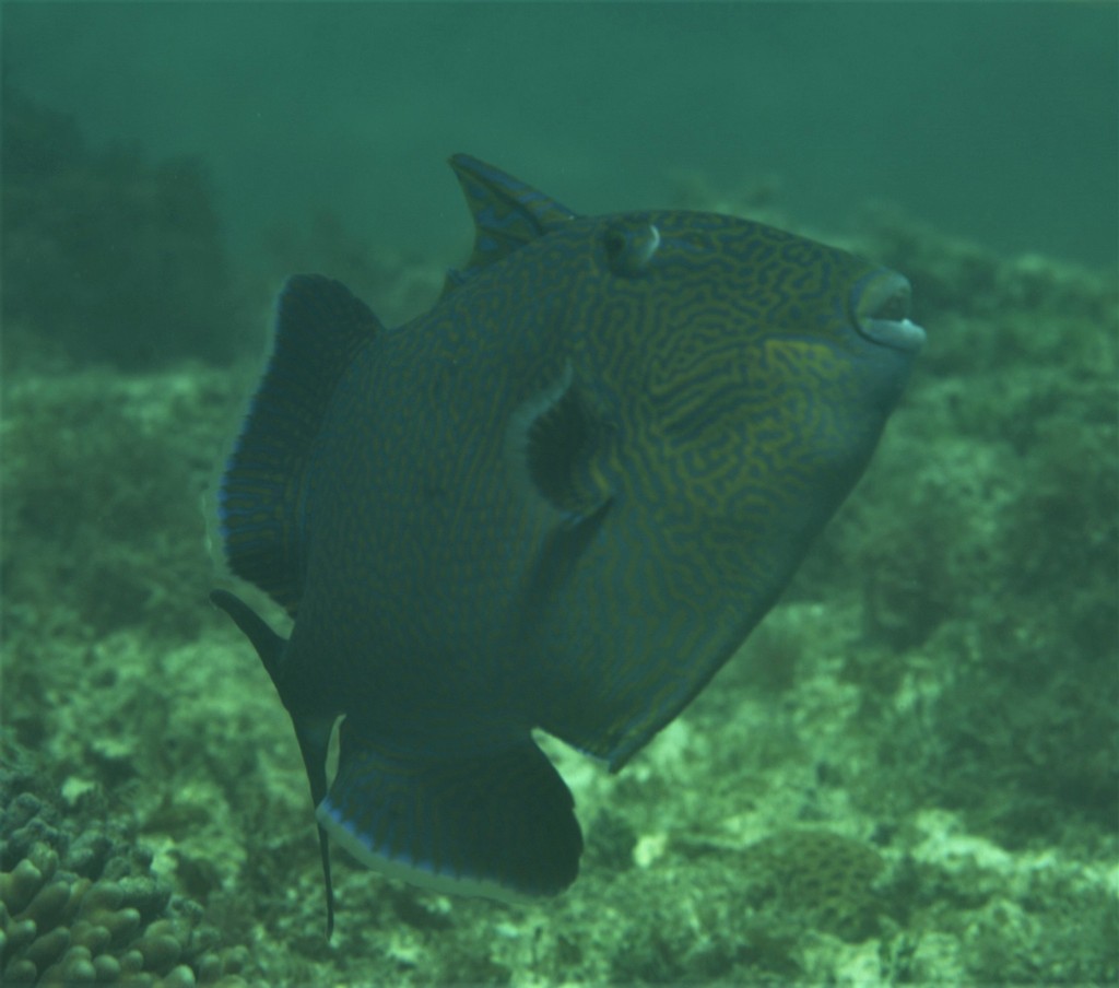 Blue Triggerfish from Exmouth, WA, Australia on April 27, 2015 at 02:25 ...