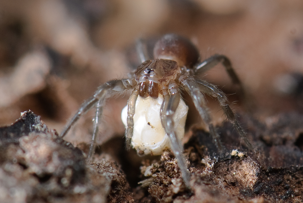 Microhexura idahoana from Umatilla County, OR, USA on June 11, 2009 at ...