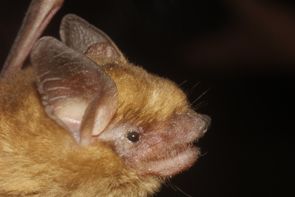 Allen's yellow bat (Mammals of North America) · iNaturalist