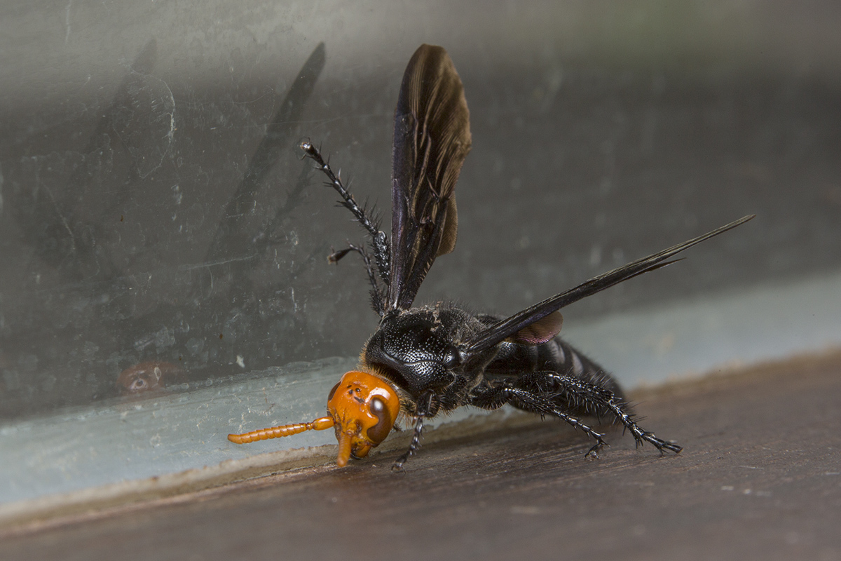 Austroscolia ruficeps (Smith, 1855)