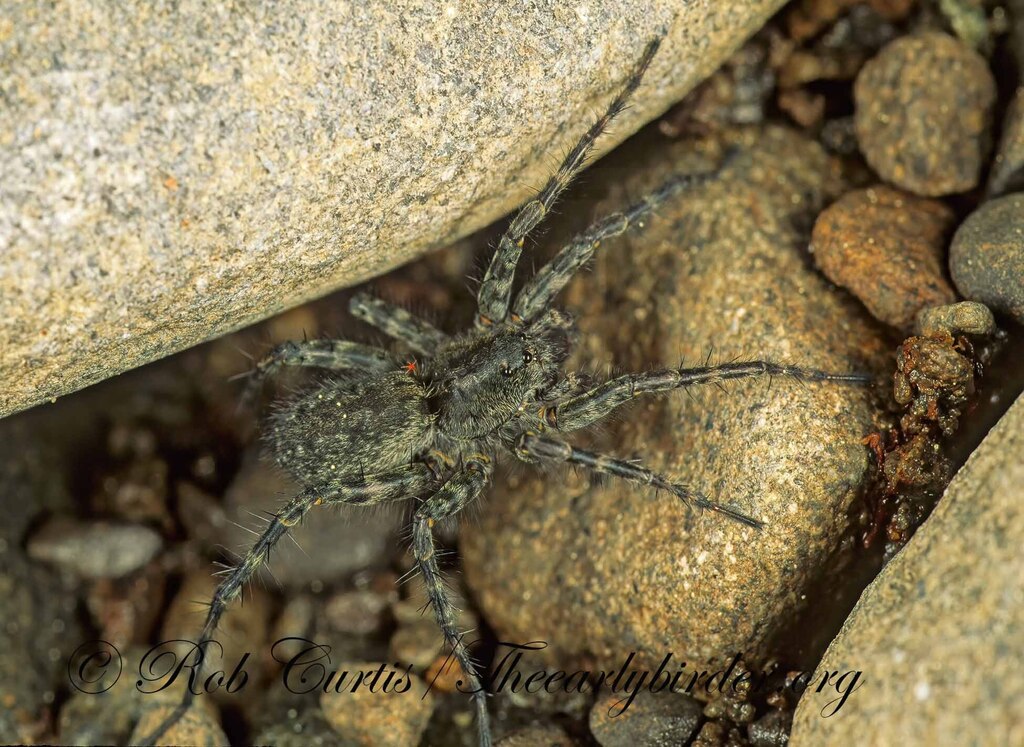 Thin-legged Wolf Spiders from Olympic National Park, 3002 Mt Angeles Rd ...