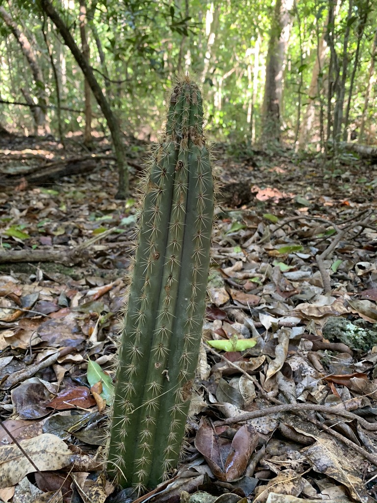 Key tree cactus in December 2019 by Brandon Corder · iNaturalist