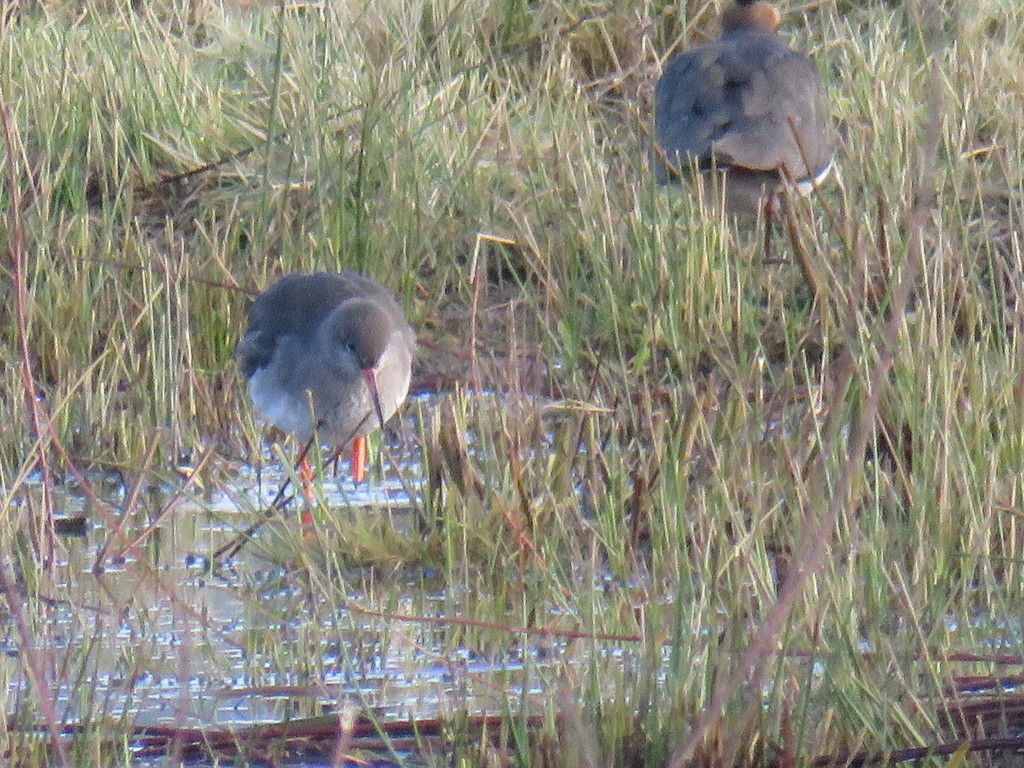Common Redshank from Derbyshire, UK on December 31, 2019 at 01:37 PM by ...