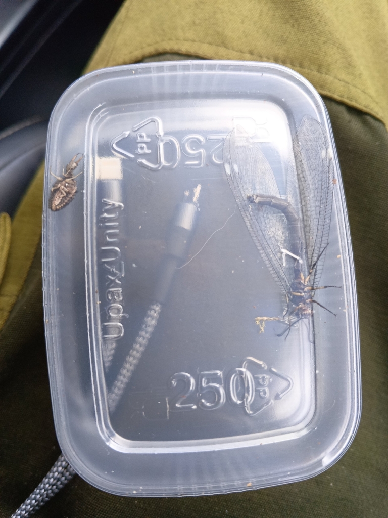 Myrmeleon formicarius from Кумторкалинский р-н, Респ. Дагестан, Россия ...