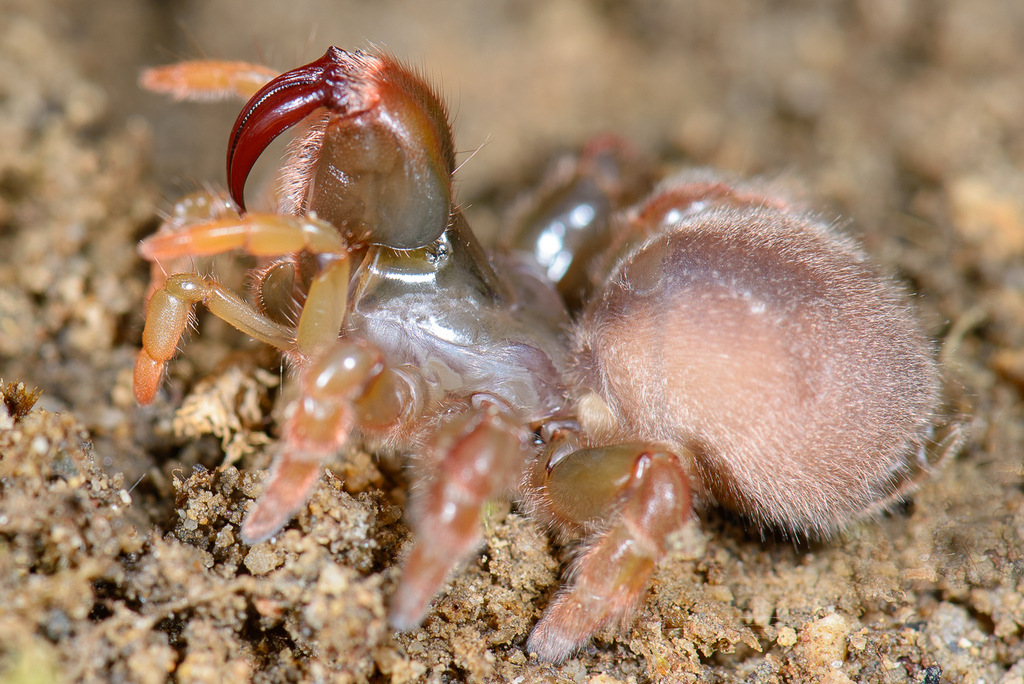 Calommata signata from Makidani, Iwami, Iwami District, Tottori 681 ...