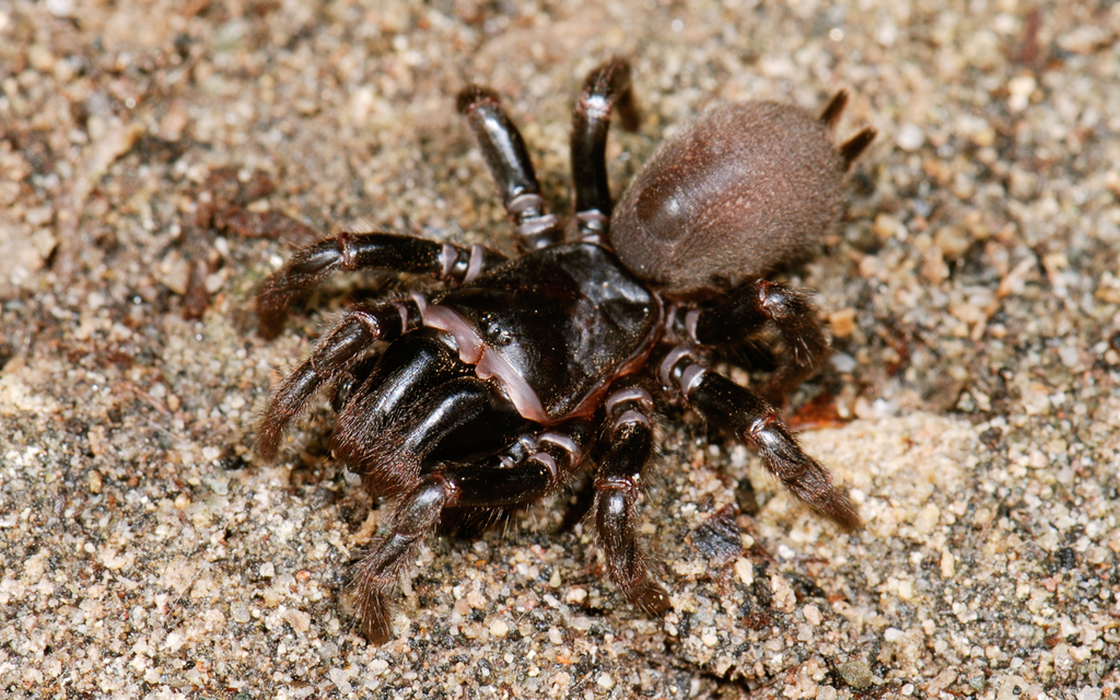 Sphodros from Bellevue, Nashville, TN, USA on August 13, 2007 at 11:30 ...