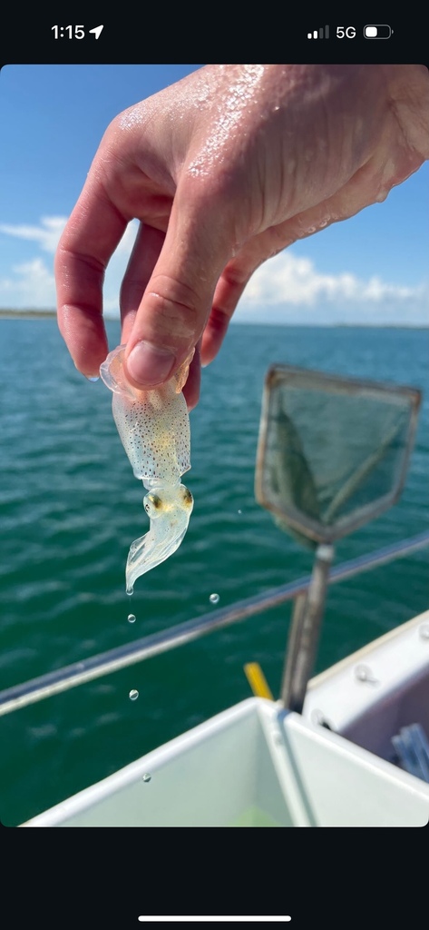 Atlantic brief squid from Mustang Island, Port Aransas, TX, US on ...