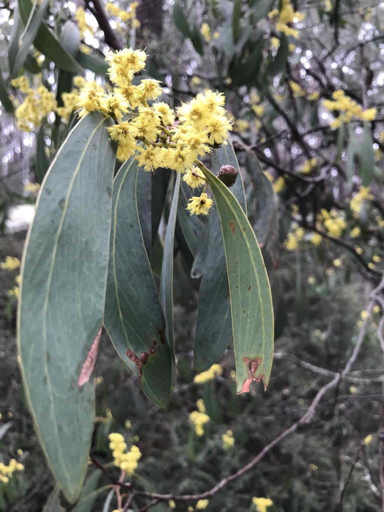Mountain Hickory Wattle (Acacia obliquinervia) - Botanical Realm