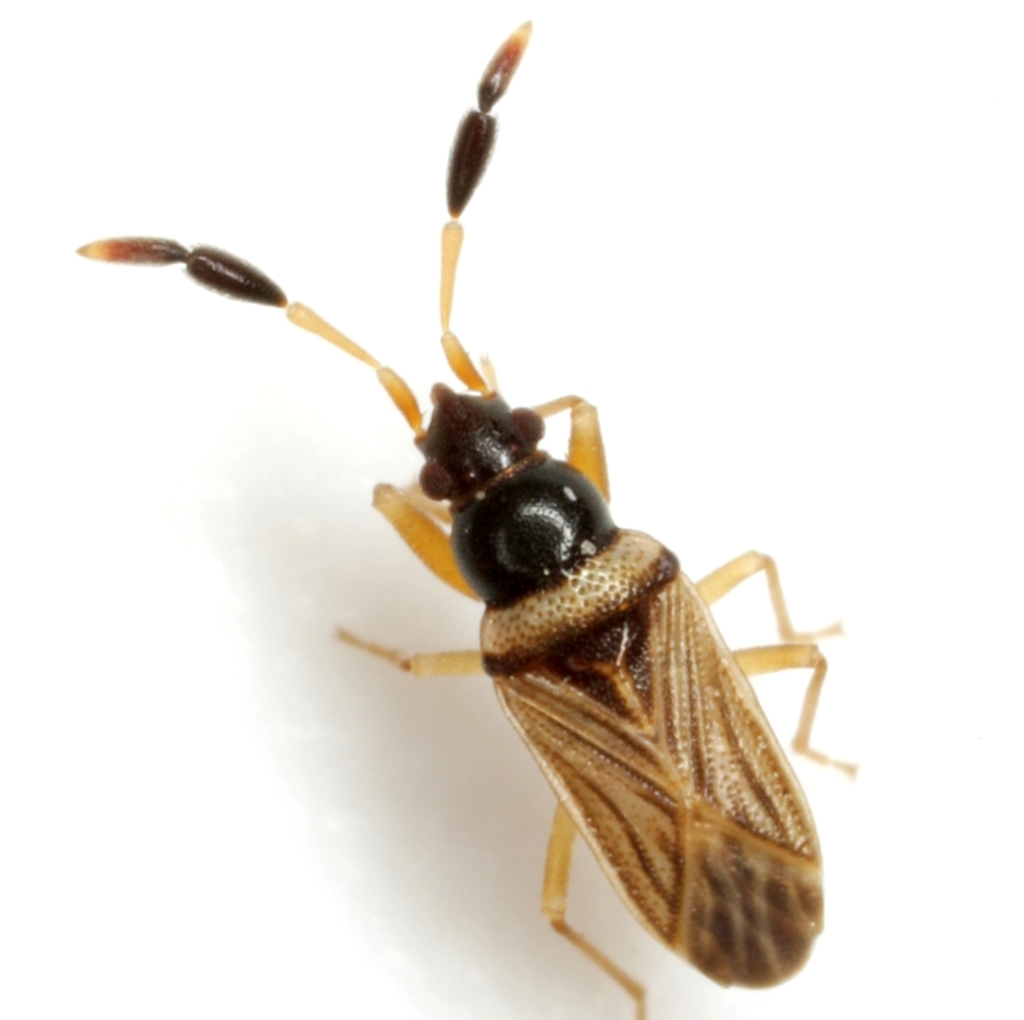 Clubbed Seed Bug (Seed Bugs and Bordered Plant Bugs of the United ...