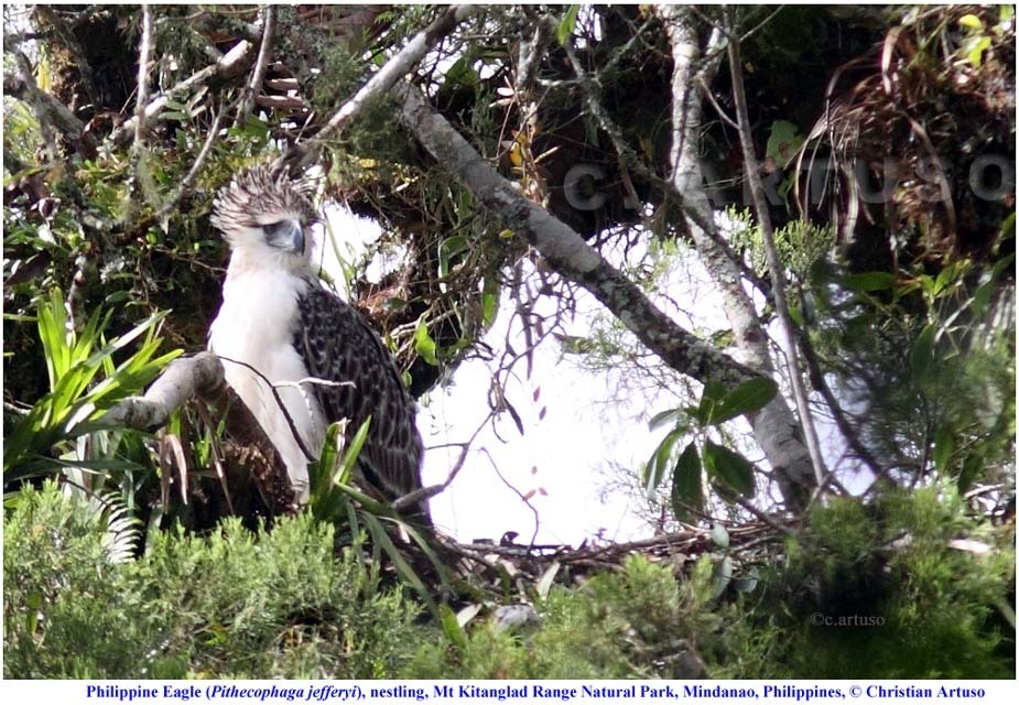 Philippine Eagle in April 2015 by Christian Artuso · iNaturalist