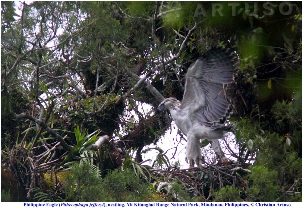 Philippine Eagle in April 2015 by Christian Artuso · iNaturalist