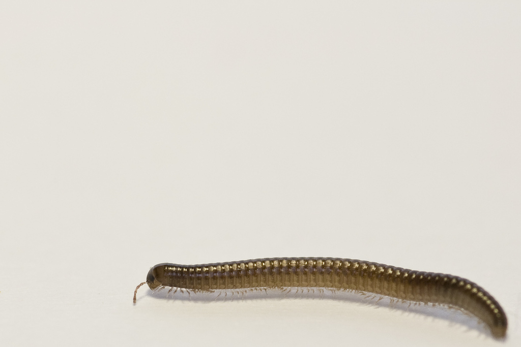 Parajulidae (California Millipede Families ) · iNaturalist