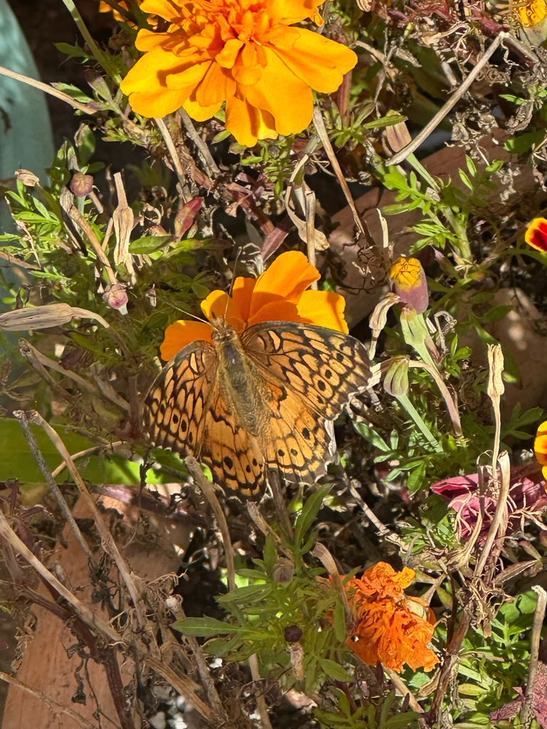 Variegated Fritillary from Olive St, Philadelphia, PA, US on October 26 ...