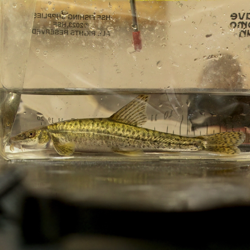 (Triplophysa scleroptera) - Marine Life Identification