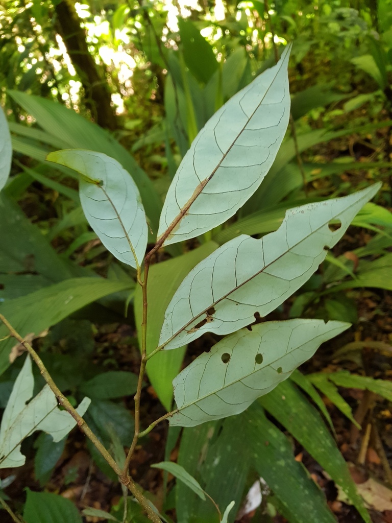 (Otoba vespertilio) - Botanical Realm