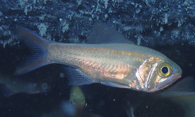 (Optivus) - Marine Life Identification
