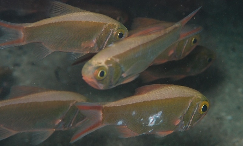 Lanterneyes, fangtooths and allies (Trachichthyiformes) - Marine Life ...