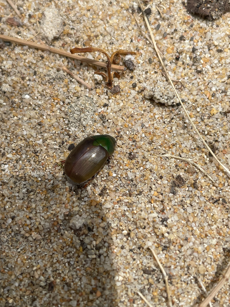 Water, Rove, Scarab, Long-horned, Leaf, and Snout Beetles in December ...