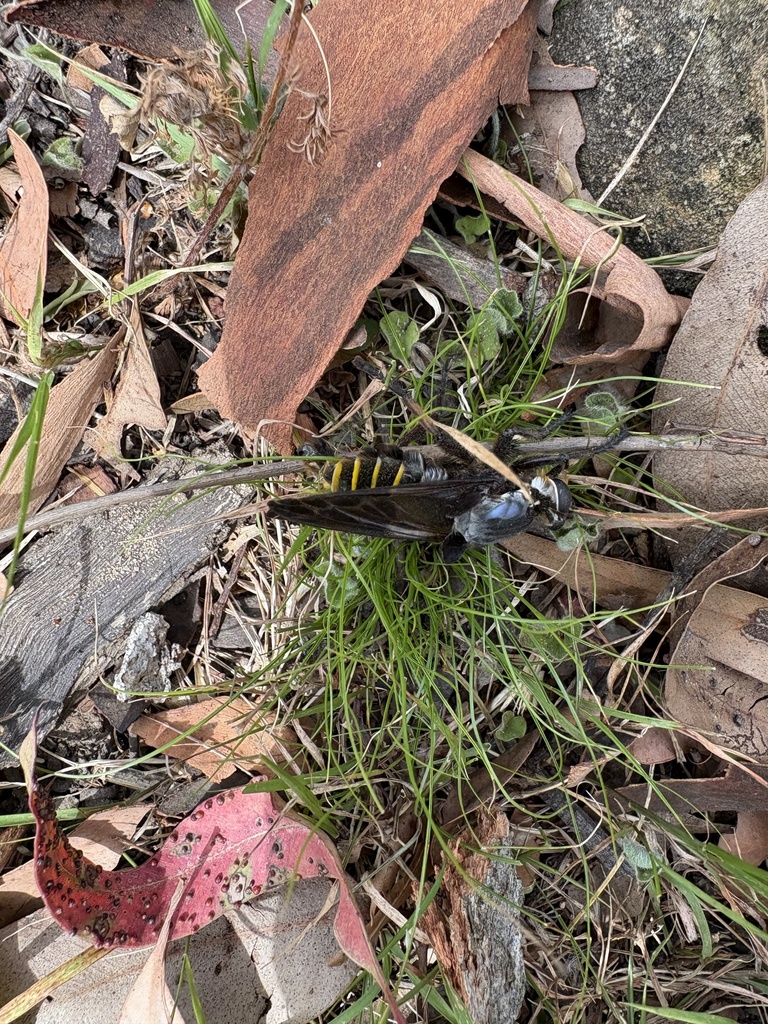 Giant Blue Robber Fly from Ku-ring-gai Chase National Park, Morning Bay ...