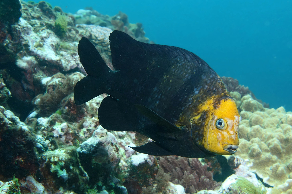 Banded Scalyfin from Lord Howe Island on February 15, 2016 at 10:41 AM ...