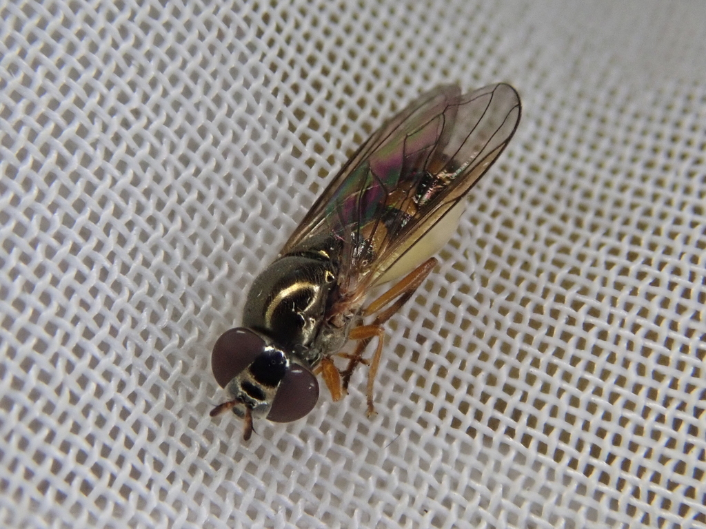 Small Hover Fly from Bucklands Crossing 9471, New Zealand on January 18 ...