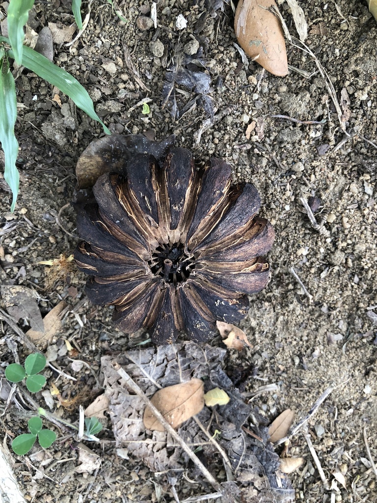 Sandbox Tree (Hura crepitans) - Botanical Realm