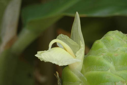 Zingiberales (Flora ) · NaturaLista Colombia