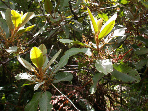 Austrobaileyales (Flora ) · NaturaLista Colombia