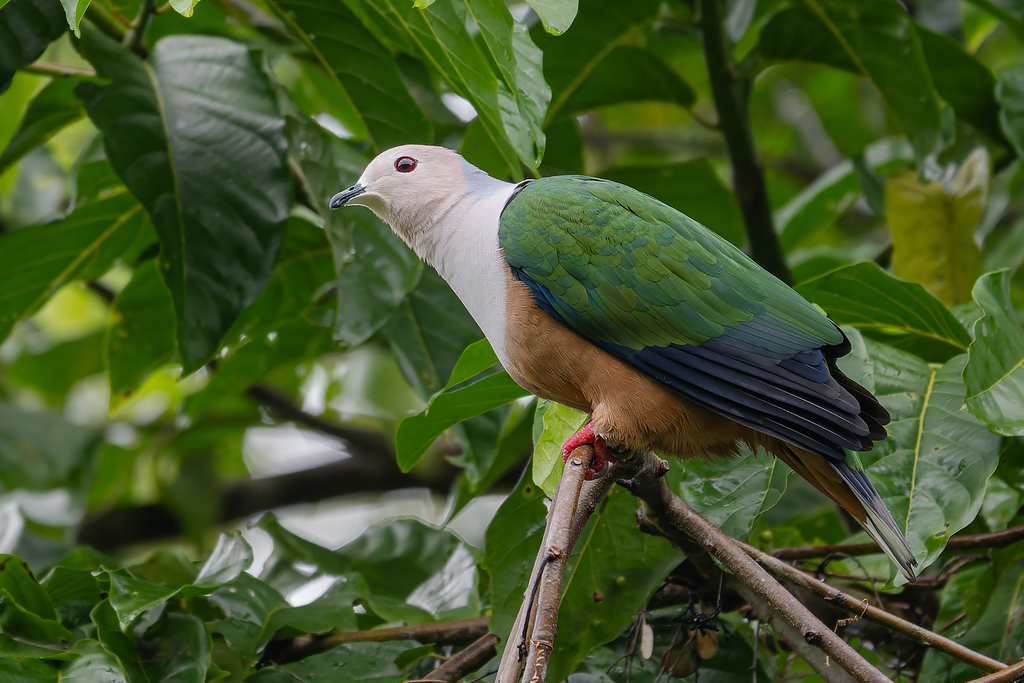 Cinnamon-bellied Imperial Pigeon from East Halmahera Regency, North ...