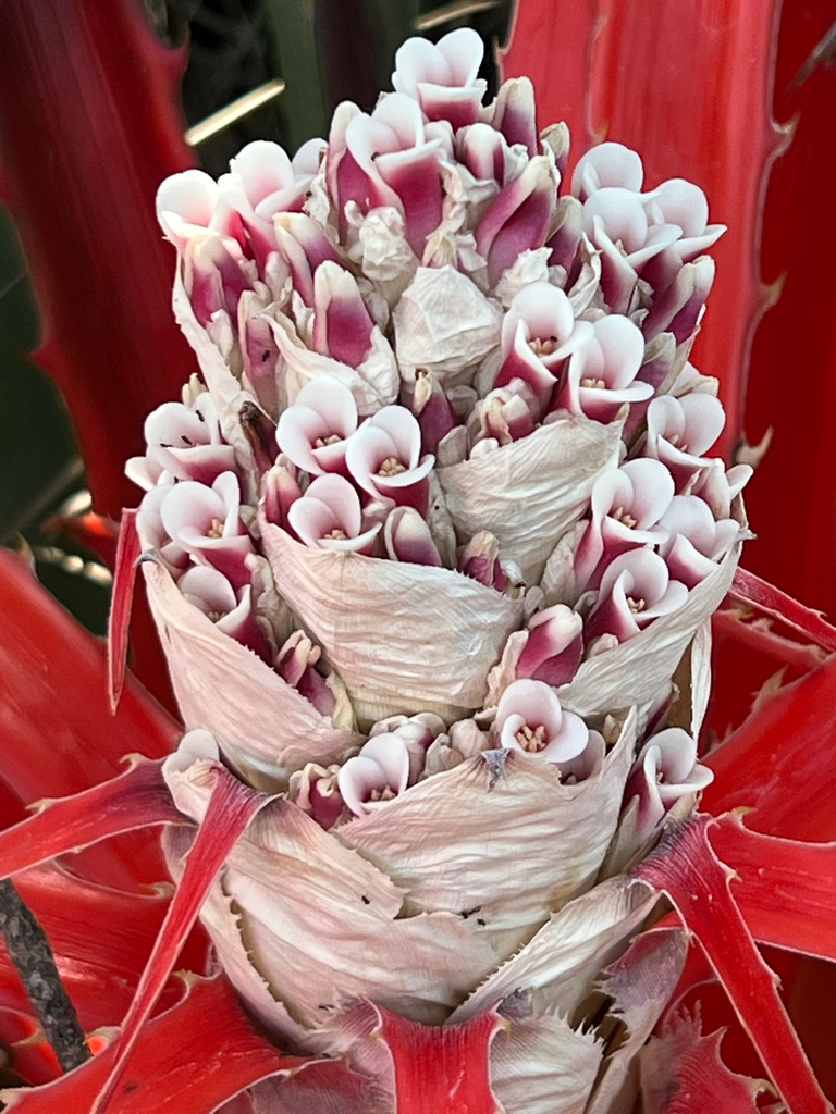 Bromelia from Paraguarí, PY on December 6, 2025 at 09:12 AM by Emma ...