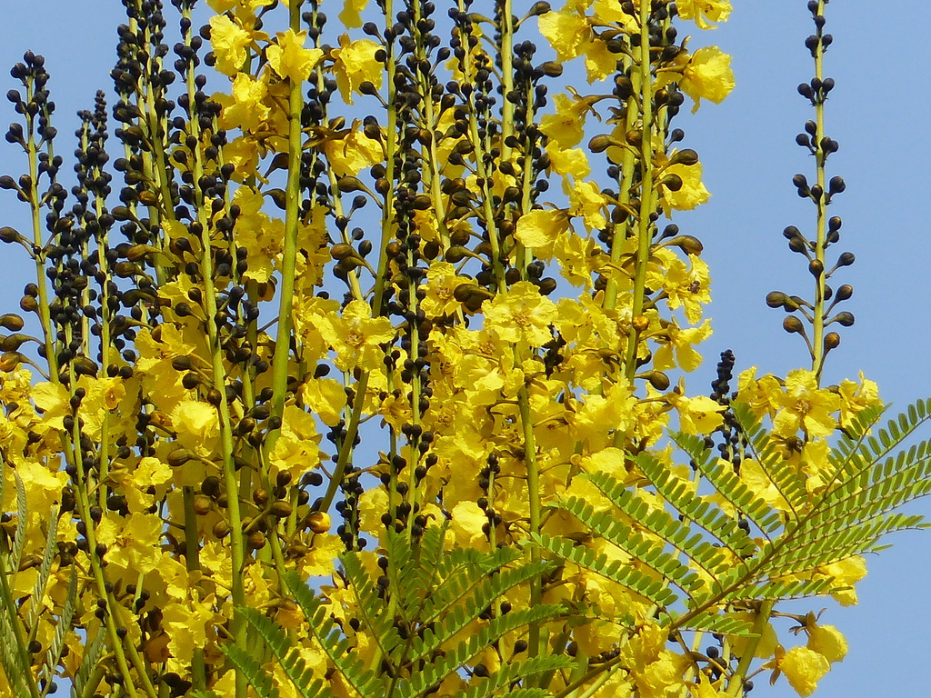 Brazilian fern tree (Schizolobium parahyba) - Botanical Realm