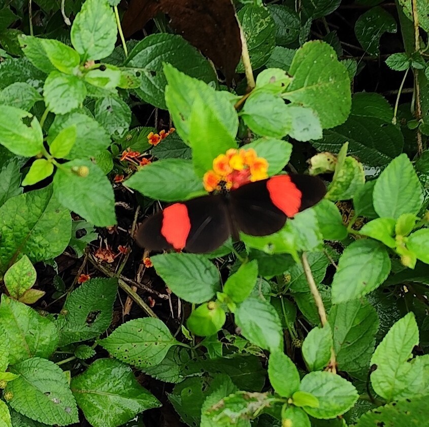 Heliconius melpomene flagrans from Couva-Tabaquite-Talparo Regional ...
