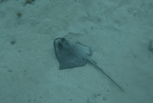 Peppered Maskray (Neotrygon picta) · iNaturalist