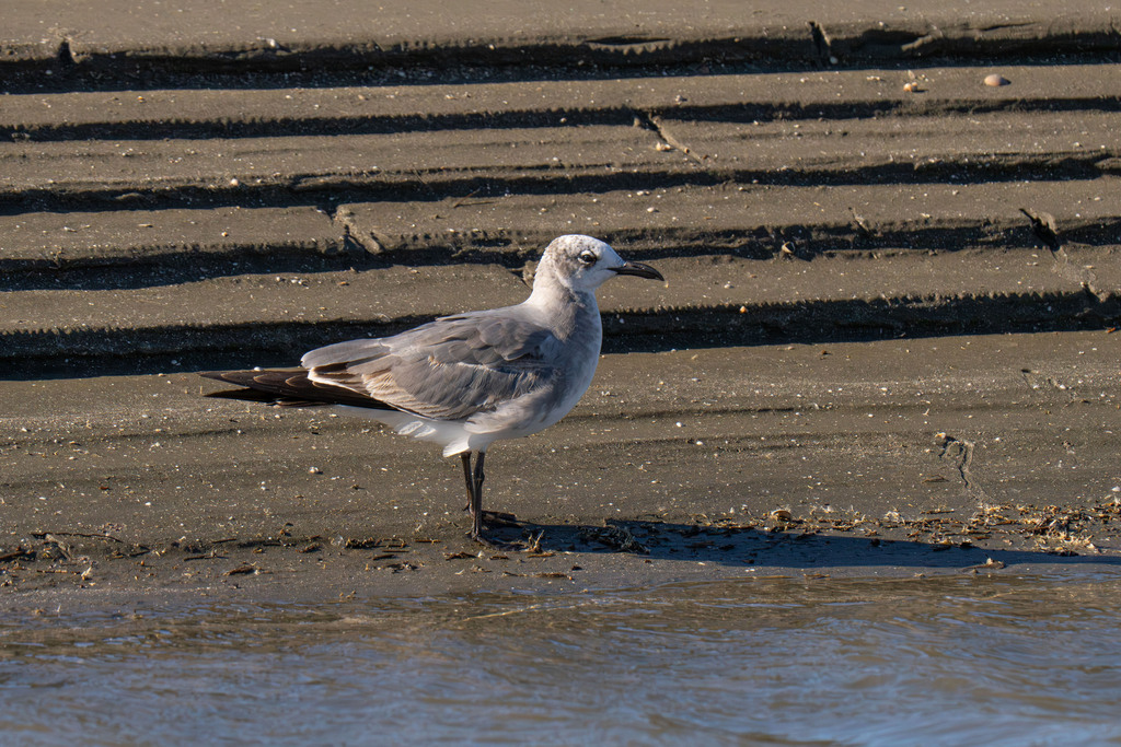 Laughing Gull from Cameron Parish, LA, USA on October 29, 2025 at 09:53 ...