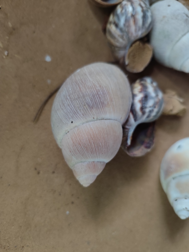 Giant South American Snail from Couva-Tabaquite-Talparo Regional ...