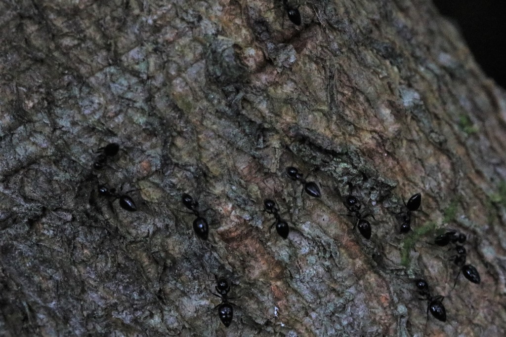 Pale-footed Ants and Allies from Bundagen NSW 2454, Australia on ...