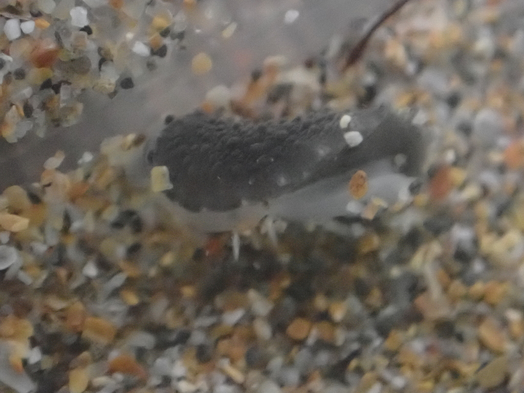 Celtic Sea Slug from Cornwall, England, United Kingdom on November 22 ...
