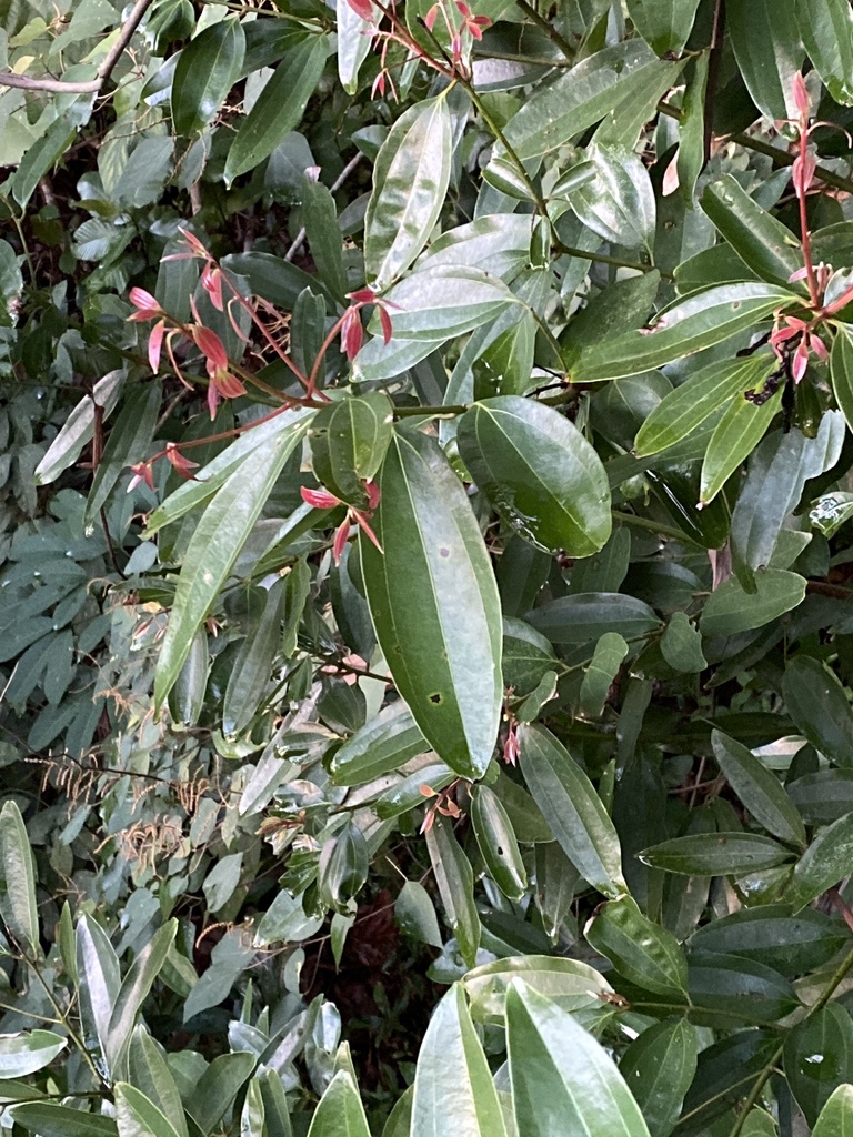 Wild Cinnamon from Mount Faber Park, Telok Blangah, Singapore, SG on ...