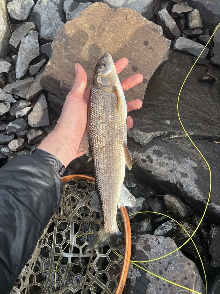 Mountain Whitefish in December 2025 by qonx · iNaturalist