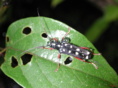 Glenea rufipes · iNaturalist