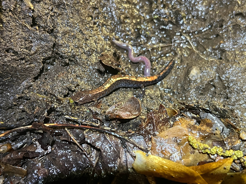 Southern Red-backed Salamander from Cullowhee, NC, US on May 3, 2025 at ...