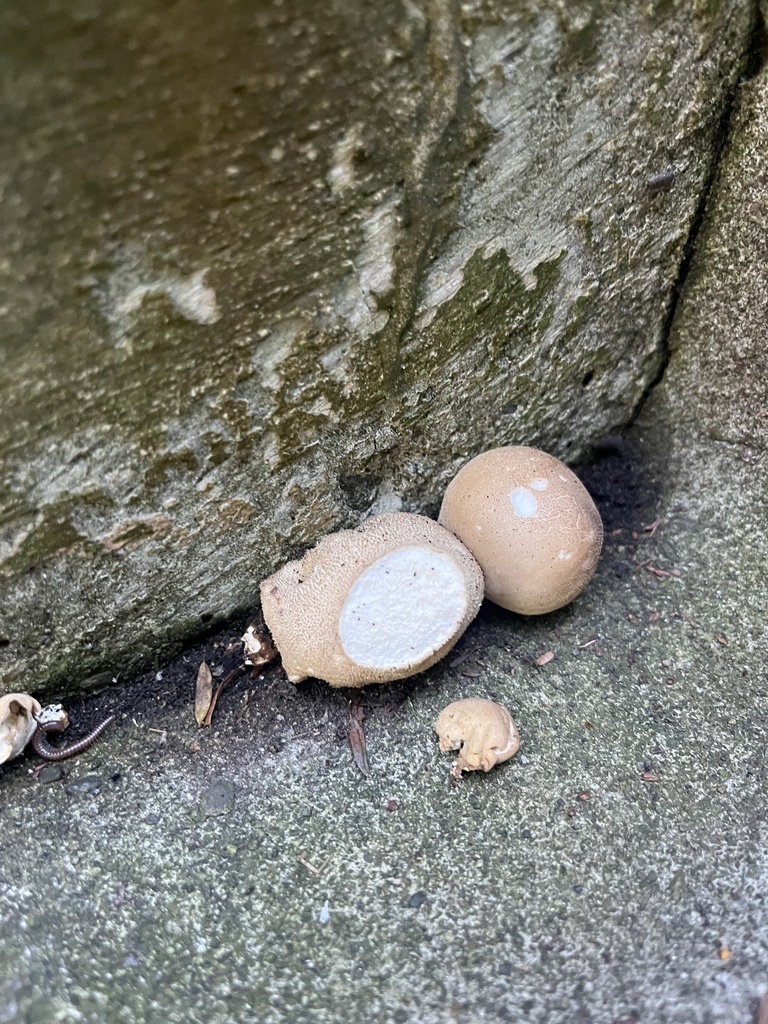 puffballs from Union St, Arcata, CA, US on December 08, 2025 at 10:51 ...