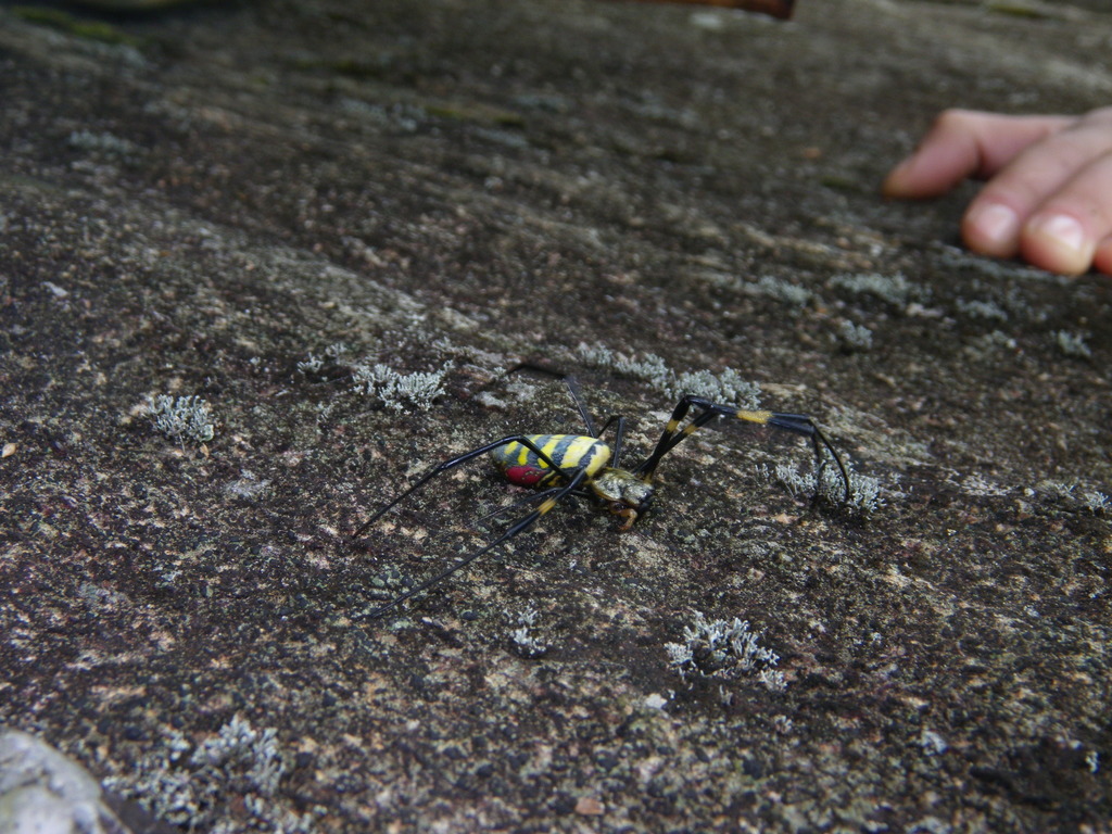 Joro Spider from San Sả Hồ, Sa Pa, Lào Cai, Вьетнам on November 26 ...
