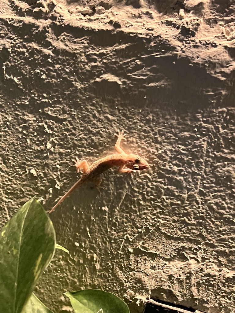 Tropical House Gecko from Rua Maria Quitéria, Rio de Janeiro, RJ, BR on ...