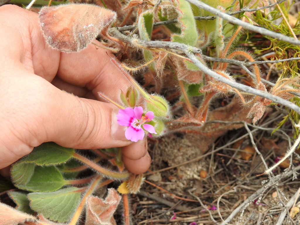 High Ovalleaf Storksbill in January 2020 by Matthew Fainman · iNaturalist
