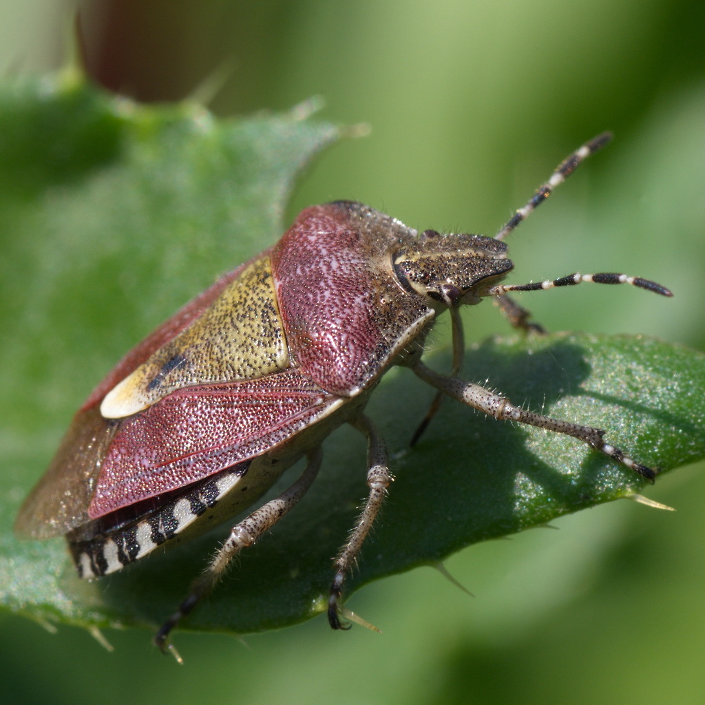 Sloe Bug from Красносельский р-н, Санкт-Петербург, Россия on June 08 ...