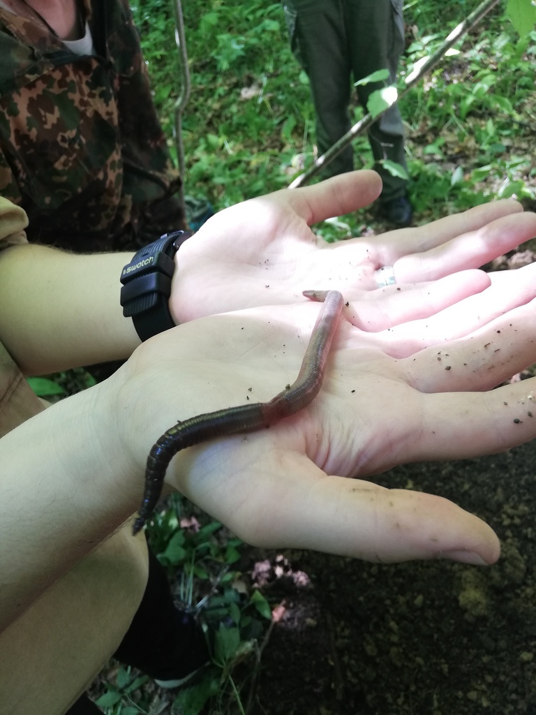 Common Earthworm from Shchekinskiy rayon, Tula, Russia on June 07, 2019 ...