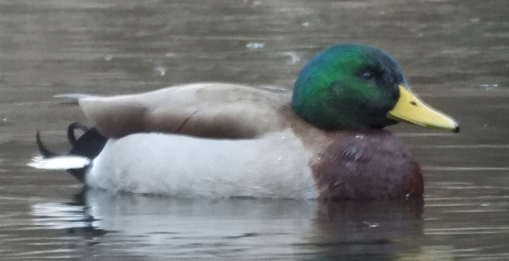 Mallard from Riderwood Village, Gracefield Road, Silver Spring, MD, USA ...